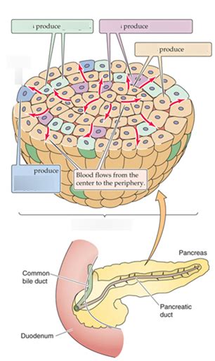 Islet Of Langerhans Cells Diagram Quizlet