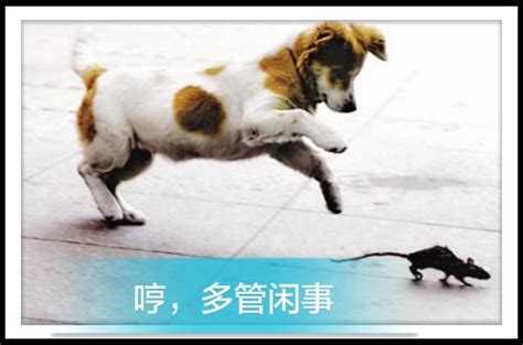 狗拿耗子是多管閒事嗎 每日頭條