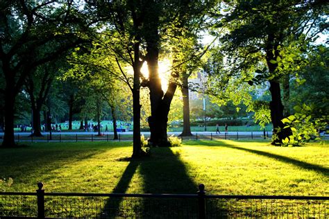 Photo Entry Sunset In The Park