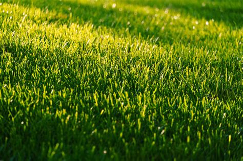 도시 공원의 잔디밭을 가까이서 볼 수 있고 푸른 잔디에 밝은 햇빛이 비치고 나무 그림자가 드리워지고 아름다운 여름 풍경이 펼쳐집니다 0명에 대한 스톡 사진 및 기타 이미지