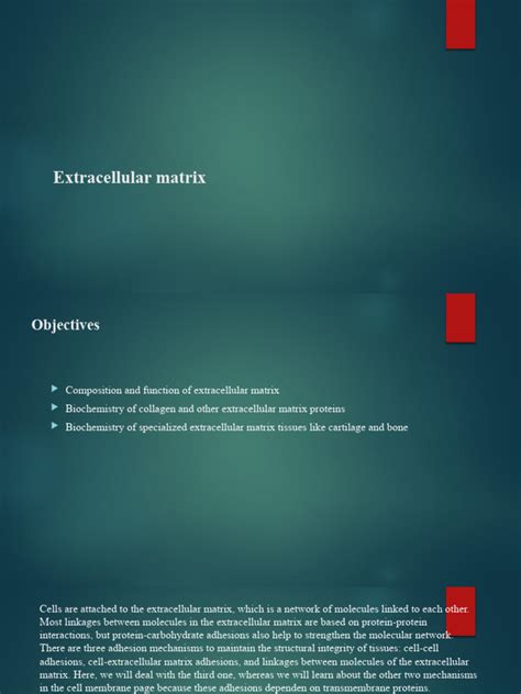 Extracellular Matrix Pdf Extracellular Matrix Collagen