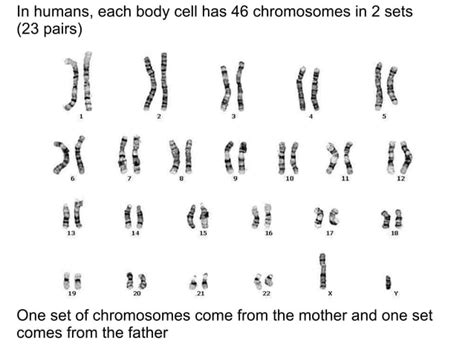 Multiple Alleles Sickle Cell Evolution Pedigrees Sex Linkage PPT