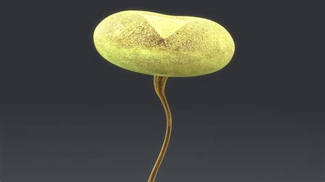 3d Physarum Polycephalum Slime Model