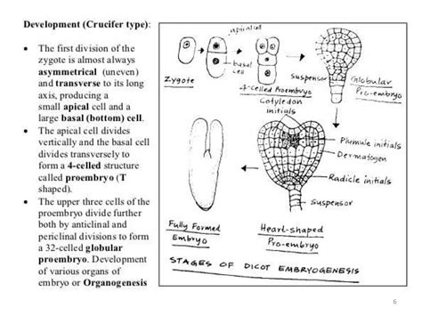 Plant Embryo Development Pptx