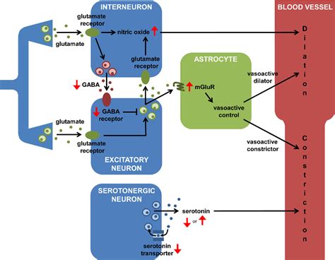 Figure 1 From The Bold Signal And Neurovascular Coupling In Autism Semantic Scholar