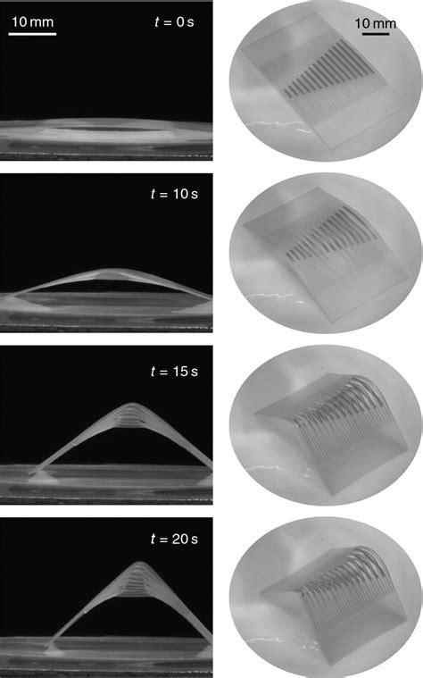 curvature arising in a kirigami smp sheet through bending passive