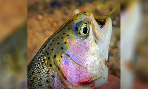 Virginia Trout Stocking