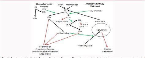 Figure 1 From Complement C3 And C4 And Metabolic Syndrome Semantic Scholar