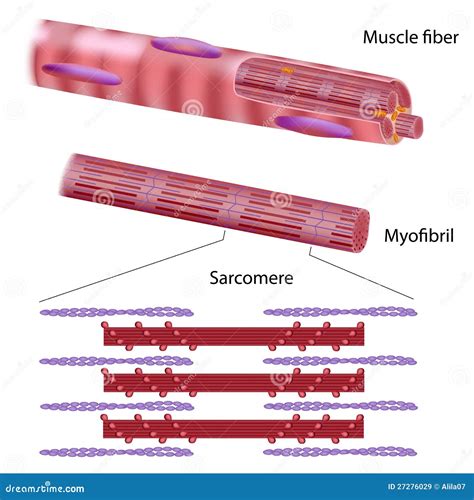 Structure De Fibre Musculaire Squelettique Illustration De Vecteur