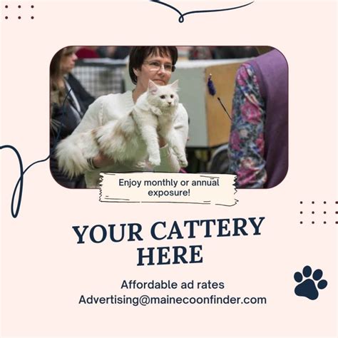 Maine Coon Breeders And Kittens Near You Maine Coon Finder