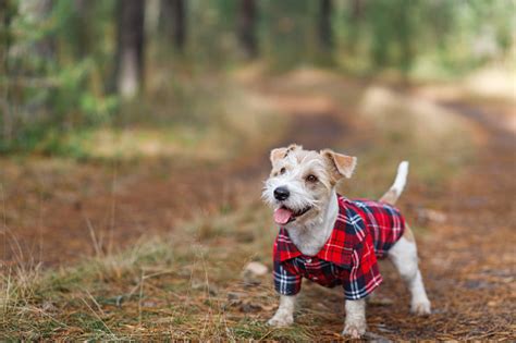 빨간 격자 무늬 셔츠를 입은 잭 러셀 테리어 품종의 작은 철사 머리 개가 길의 녹색 숲에 서 있습니다 0명에 대한 스톡 사진 및 기타 이미지 Istock