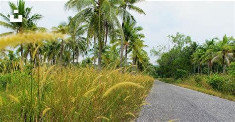 키 큰 풀과 야자수로 둘러싸인 길 사진 Unsplash의 무료 인도네시아 이미지