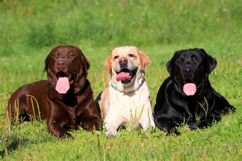 Labrador Retriever Charakter Ernährung Pflege