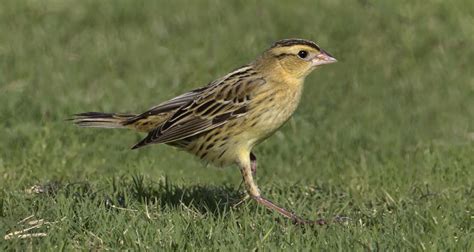 Bobolink San Diego Bird Spot Bobolink San Diego Bird Spot