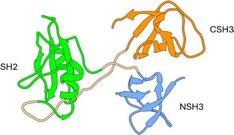 Grb2 A Dynamic Adaptor Protein Orchestrating Cellular Signaling In