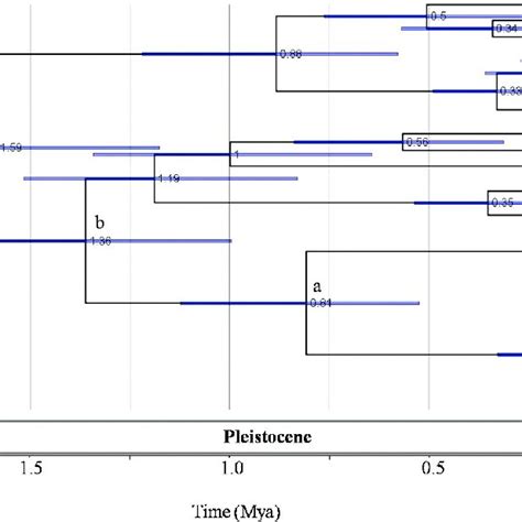 Bayesian Inference Bi Tree Of Mtdna Datasets For Polytremis Using Download Scientific Diagram