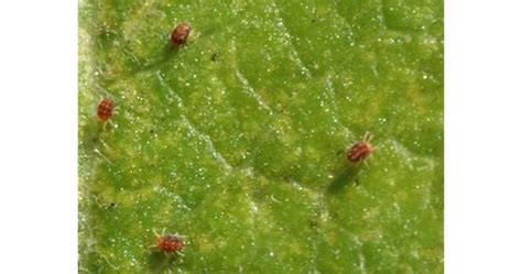 Малки паячета вредят по овошките Български Фермер
