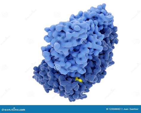 Hiv 1 Reverse Transcriptase Rt Complexed With A Non Nucleoside Inhibitor Yellow Stock