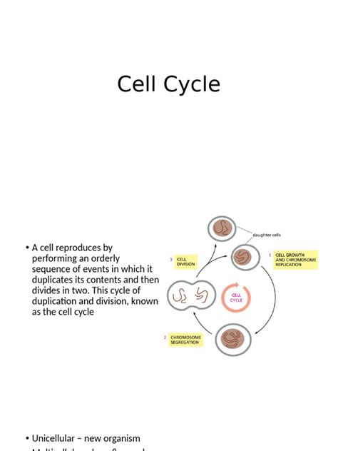 Cell Cycle Pdf Cell Cycle Kinase