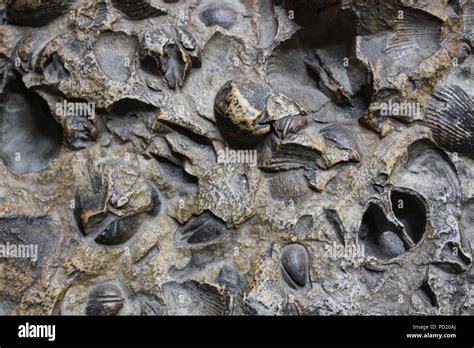 Fossilized Remains And Impression Of Various Random Bivalve Shells On A