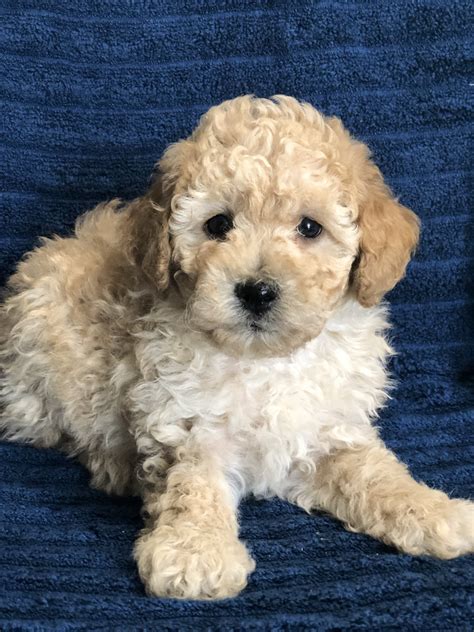 Miniature Poodle Puppies For Sale Peebles Oh 299638
