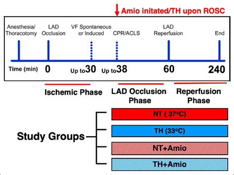 In Vivo Experimental Timeline And Study Groups Amio Indicates Download Scientific Diagram In Vivo Experimental Timeline And Study Groups Amio Indicates Download Scientific Diagram