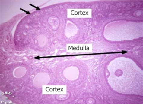 Reproductive Histology Flashcards Quizlet