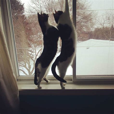 The Pride Found A Ladybug 🐞 Raww