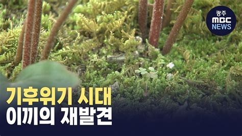 대전 기후위기 시대 이끼의 재발견 뉴스투데이 2024 06 11 광주MBC YouTube