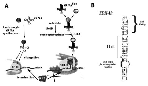 Selenocysteine Incorporation In E Coli In A The Sec Incorporation Download Scientific