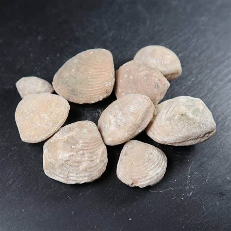 Pelecypod Bivalve Fossil Shells From Assa Morocco