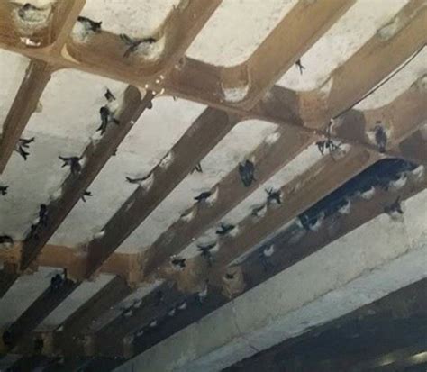 Edible Birds Nest Contains Swiftlet Acid And Epidermal Growth Factor Aid In Skin Repair