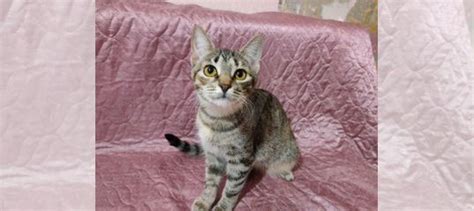Кошка Метис купить в Твери Животные и зоотовары Авито