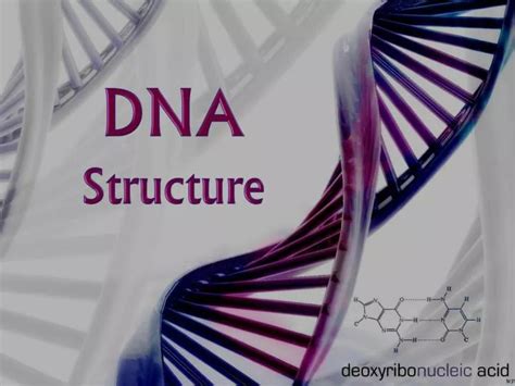 PPT DNA Structure PowerPoint Presentation Free Download ID 2685937