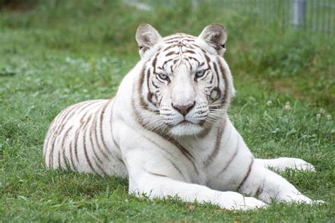 White Tiger A Rare Treasure Of Nature New And Tips