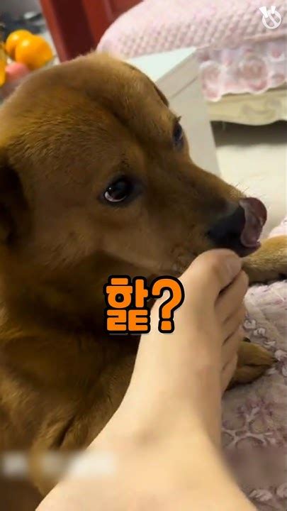 크리스마스에 화생방훈련이 왠 말이야 억까란 억까는 다 당하는 억울한 개 샤오팡 85 Youtube