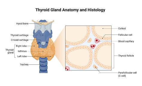 Thyroid Gland Anatomy And Histology Biorender Science Templates