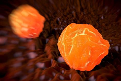 Bone Marrow Cells Archives Gen Genetic Engineering And