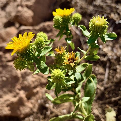 Medicinal Plant Spotlight Grindelia Spp Aka Gumweed”