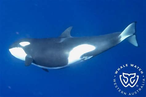 Why Do Orca Spy Hop Whale Watch Western Australia