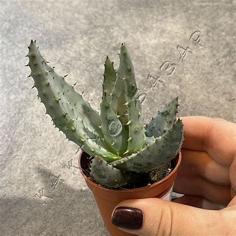 Алоэ Акулеата d5