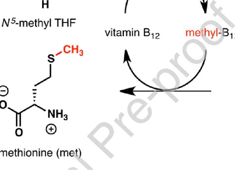 Simplified Schematic Diagram Of The Folate Methionine Cycle Methionine Download Scientific