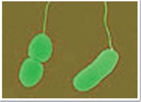 박테리아세균의 종류와 정의 네이버 블로그