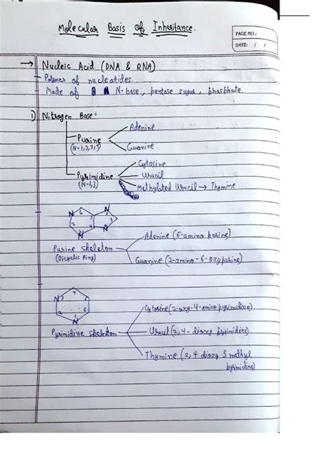 Molecular Basis Of Inheritance Ultimate Notes On Dna Structure