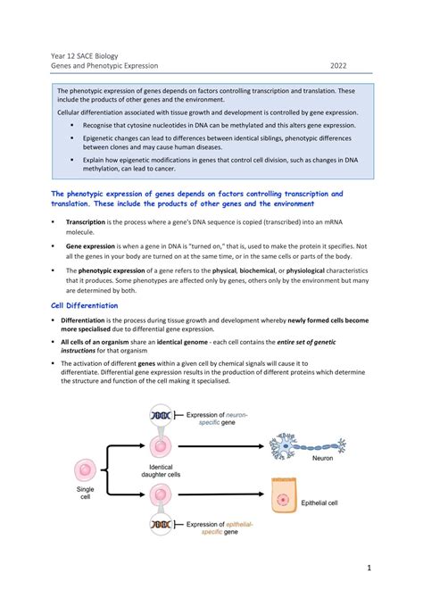 Genes And Phenotypic Expression Biology Year 12 Sace Thinkswap