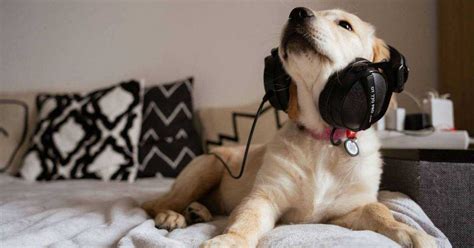 voice activation and hotword detection picovoice