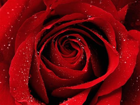 200 Red Rose Wallpapers