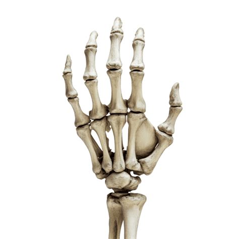 Skeleton Hands Pngs For Free Download