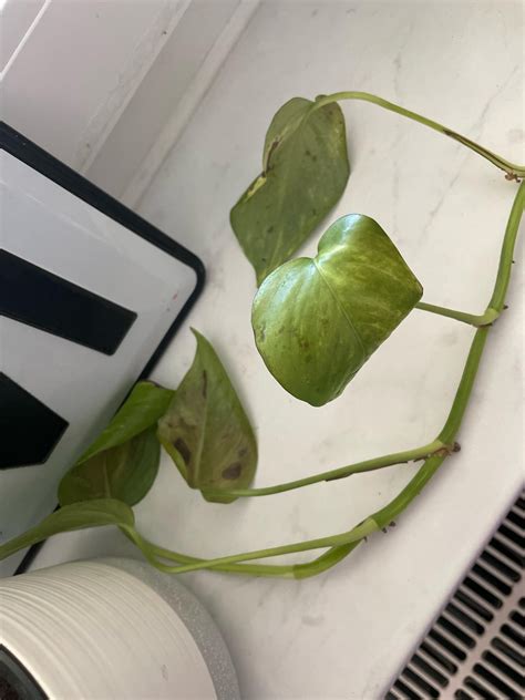 First Pothos Rpothos
