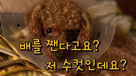 중성화수술도 평범하지 않은 보리의 수술이야기 중성화수술 Youtube